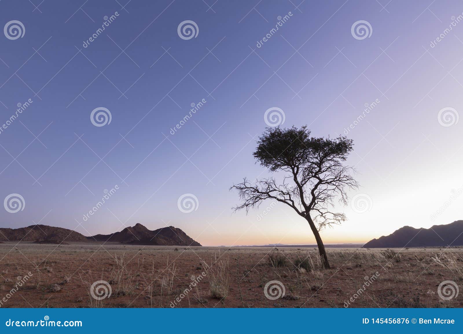 A Tree in a Desert at Dusk. Stock Photo - Image of dusk, road: 145456876