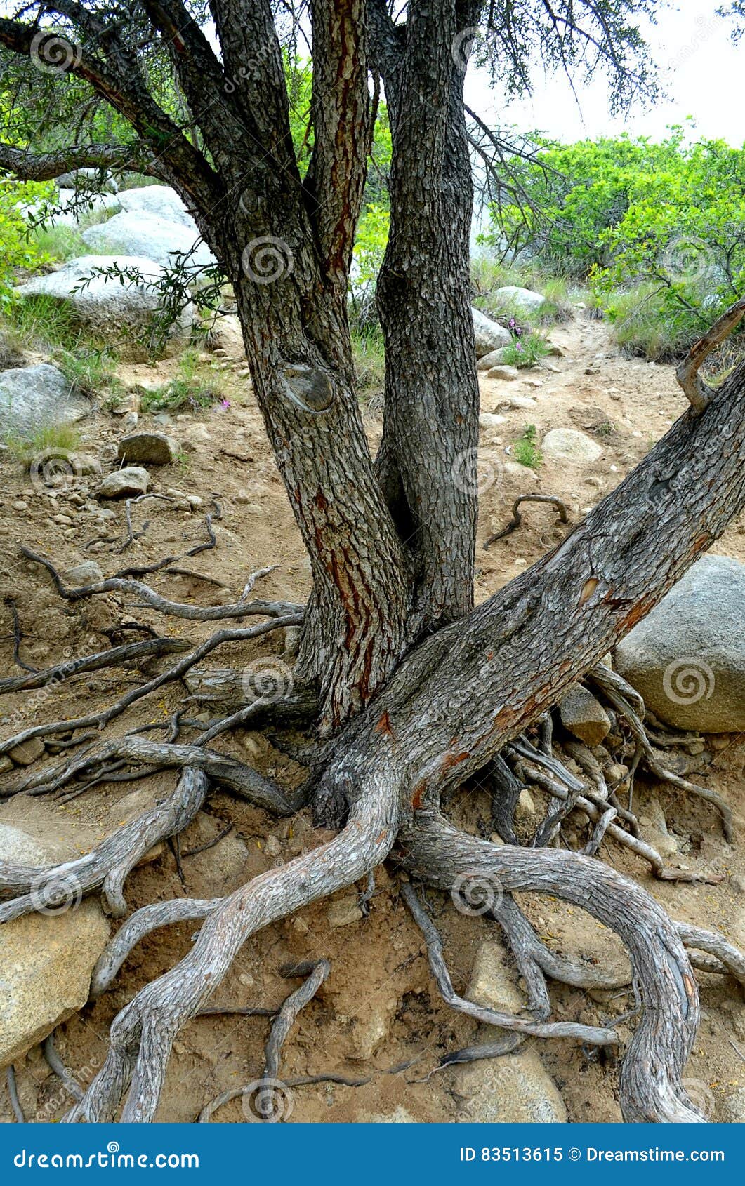 Tree in desert stock image. Image of tree, nature, branches - 83513615
