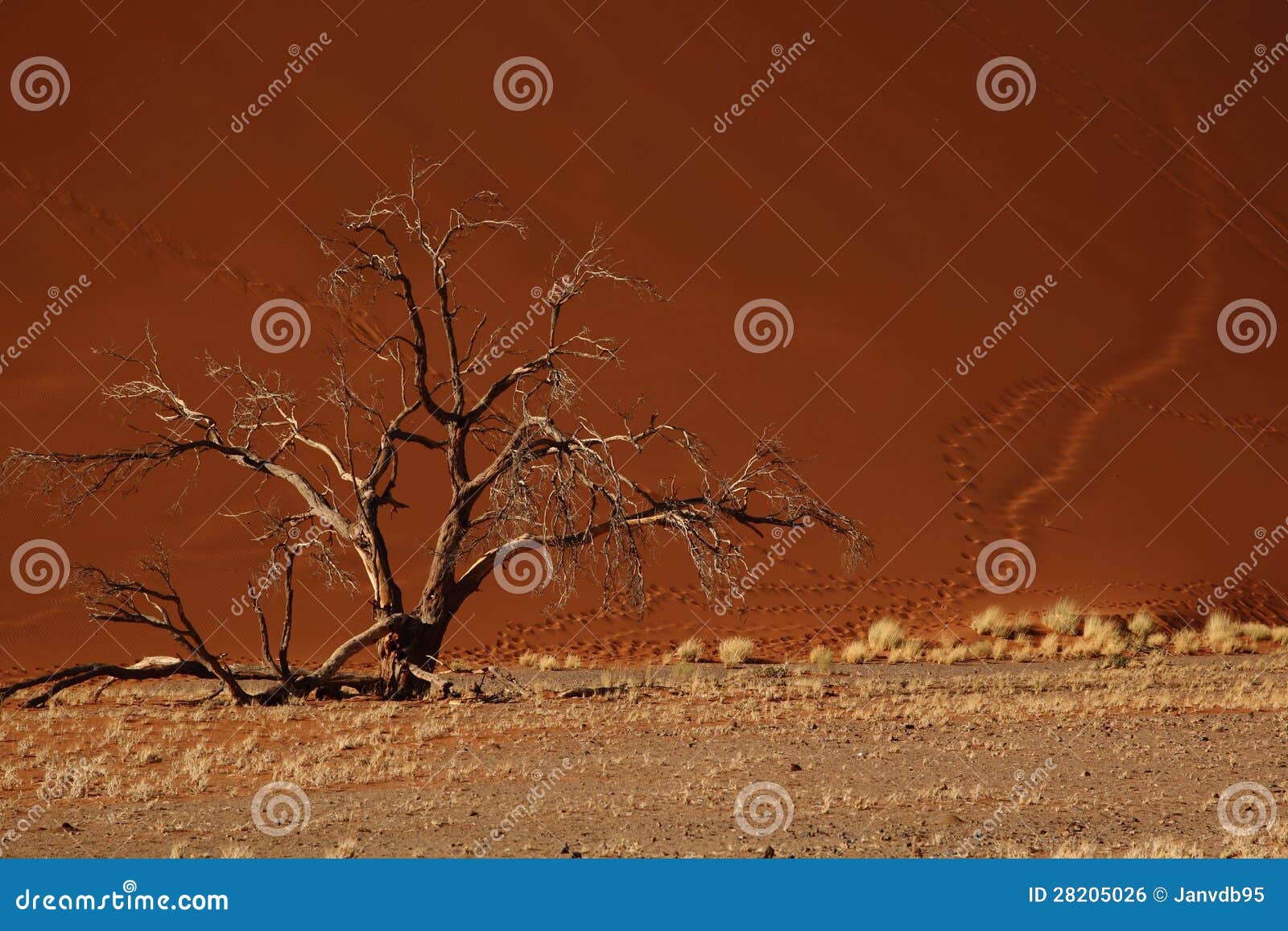 Tree and Desert Sand Dune stock photo. Image of dune - 28205026