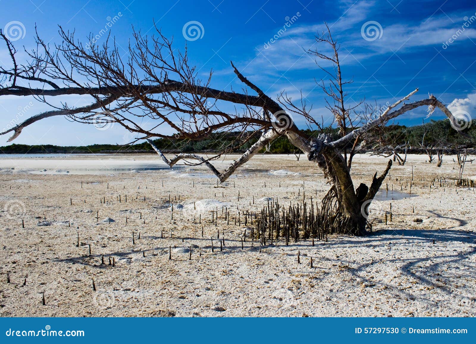 Tree on a deserted island stock photo. Image of island - 57297530