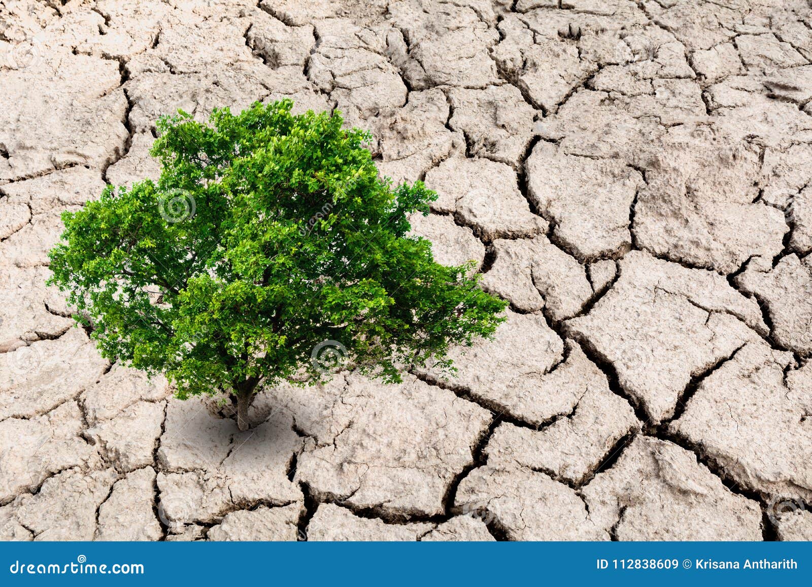 A Tree on Desolate Land. Tree on Dry Earth, Ecology Disaster Stock ...