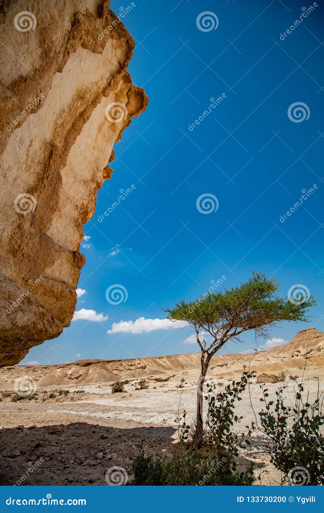 A tree in the dessert stock photo. Image of deserts - 133730200