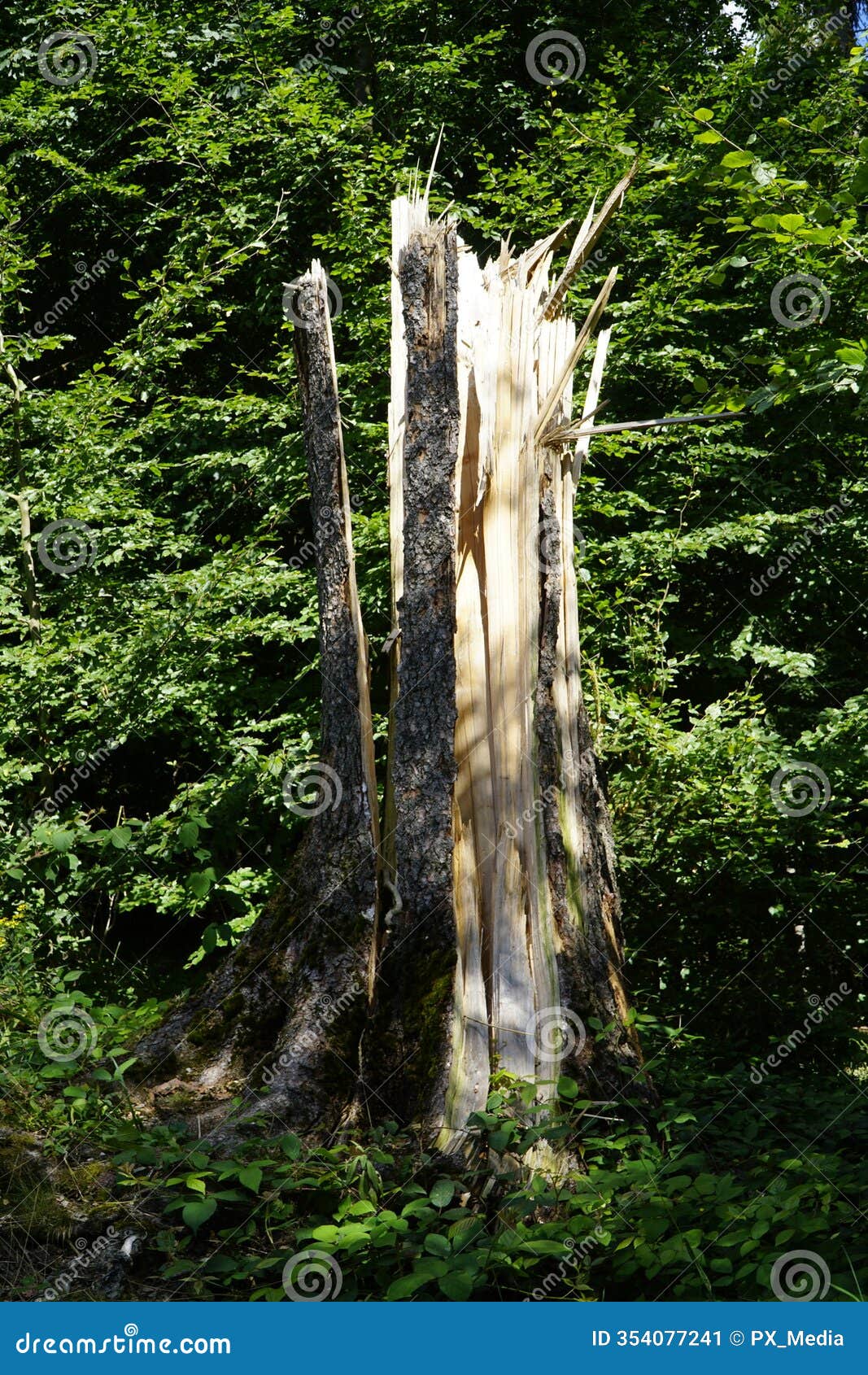 Tree Destroyed by a Lightening Stock Image - Image of single, damaged ...