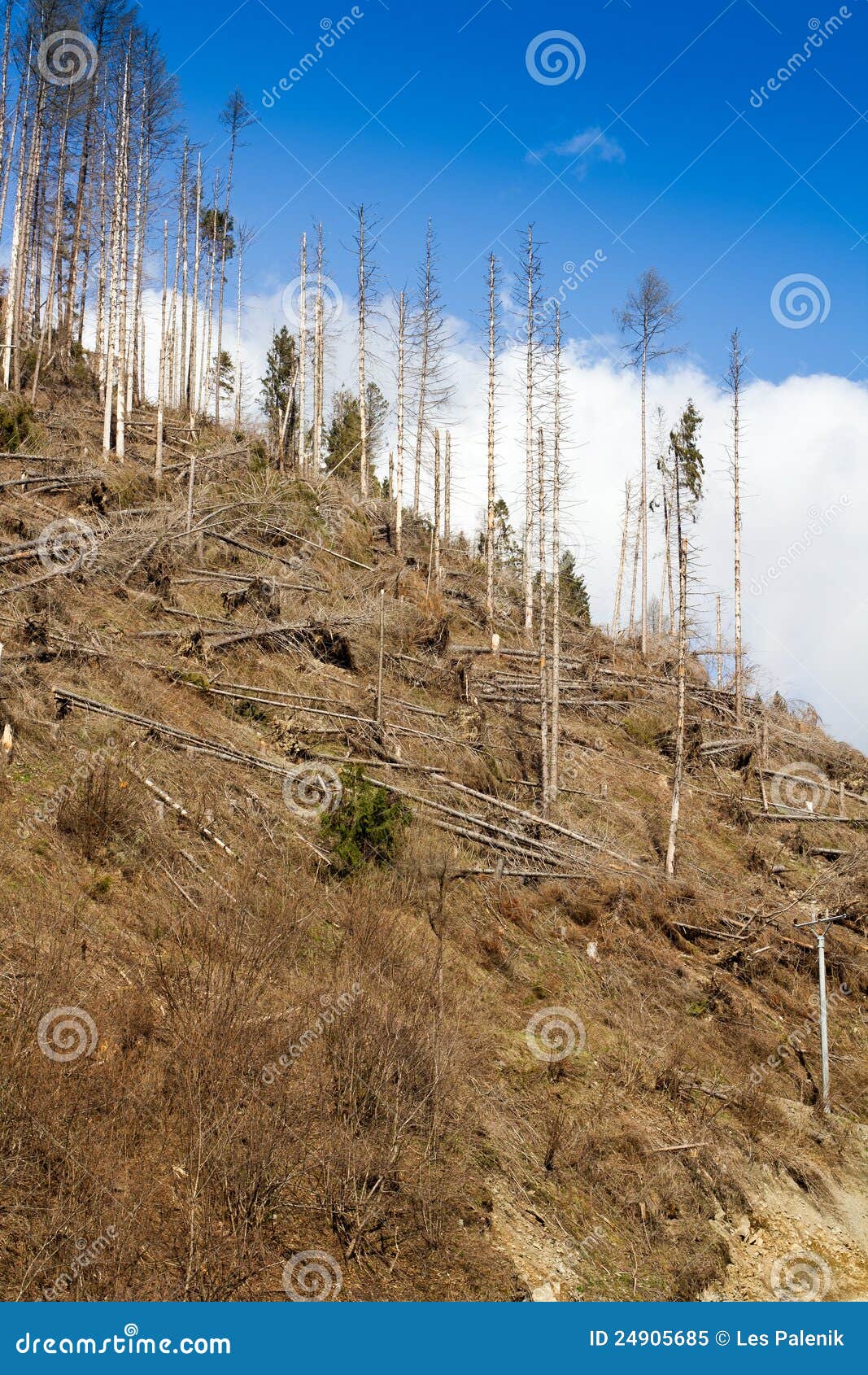 Tree Destruction by a Hurricane Stock Image - Image of catastrphy ...