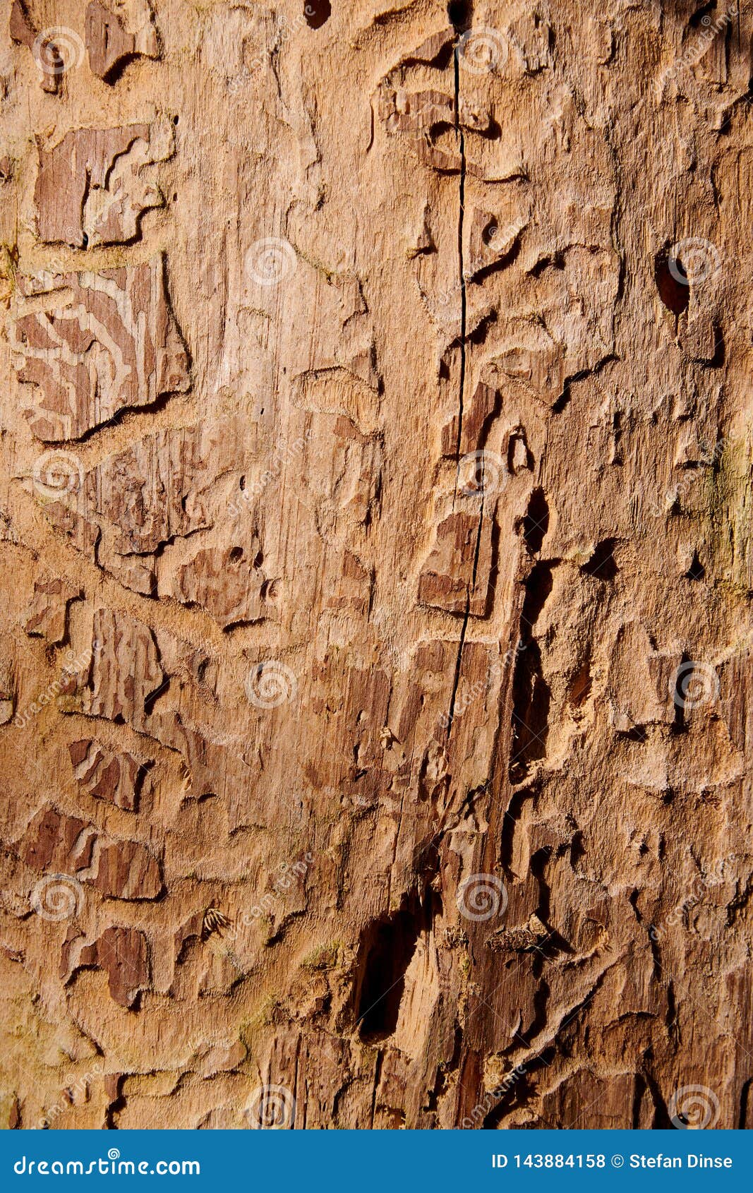 Tree Destruction by Insect Bark Bootle Woodworm Stock Photo - Image of ...