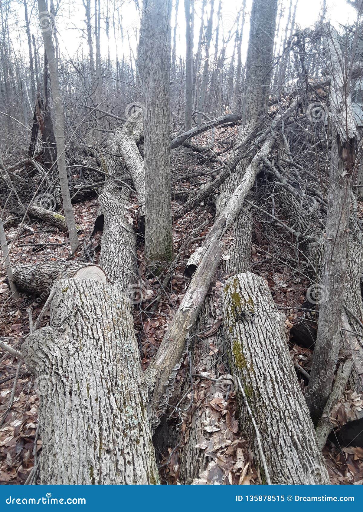 Tree destruction stock image. Image of destruction, tree - 135878515