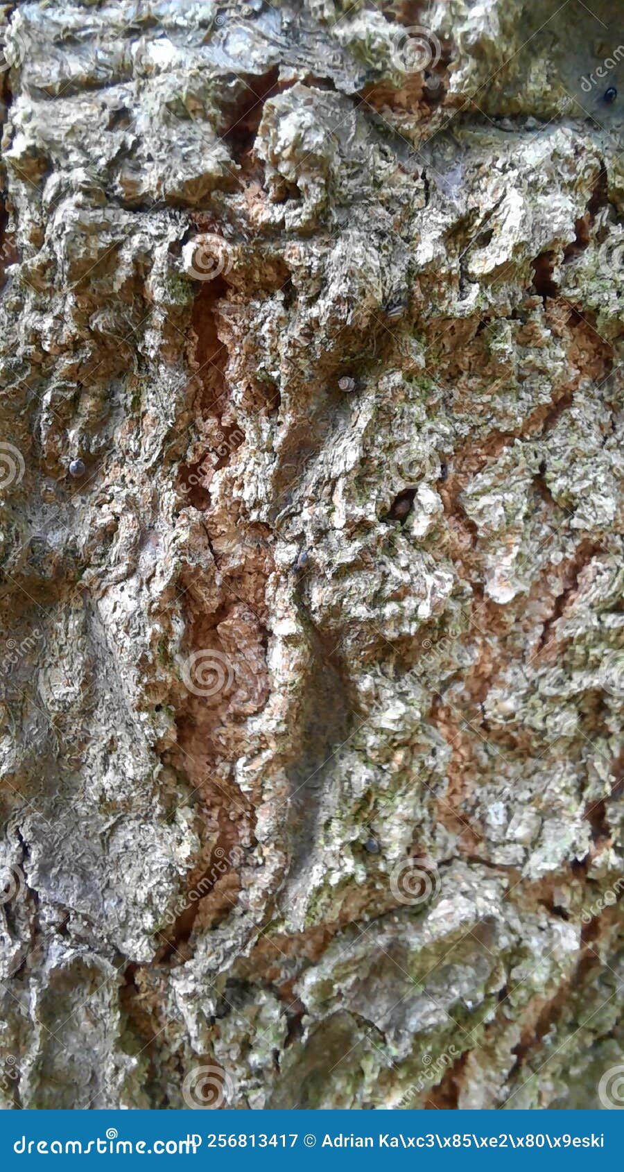 Tree Detail Approximation Wood Bark Texture Stock Image - Image of ...