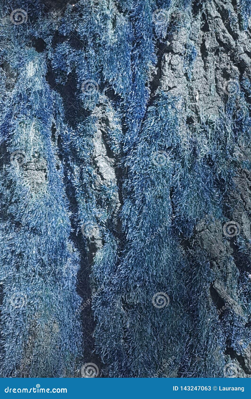 Tree Detail with Blue Color Stock Image - Image of beautiful, city ...