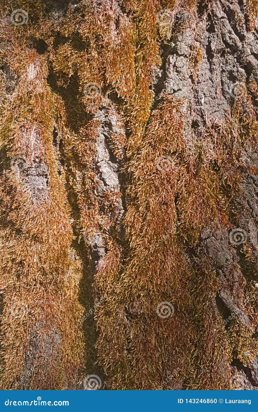 Tree Detail with Brown Color Stock Photo - Image of flowers, forms ...