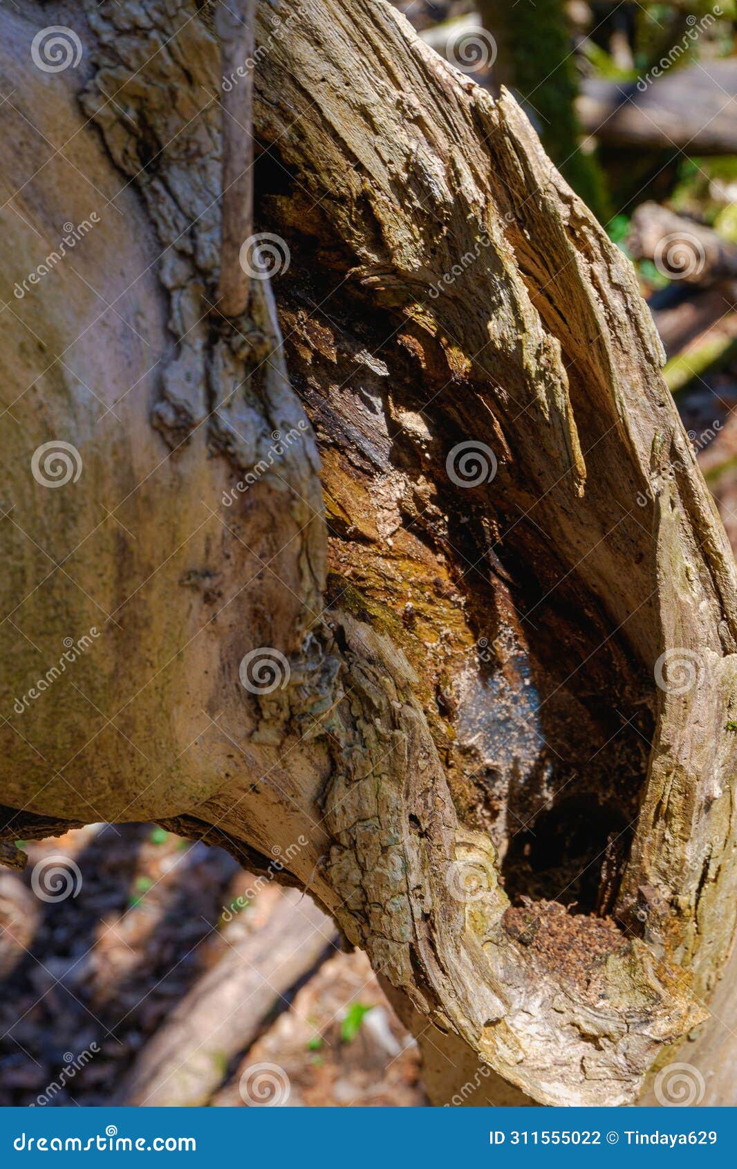 Tree Detail stock photo. Image of nature, detail, wood - 311555022