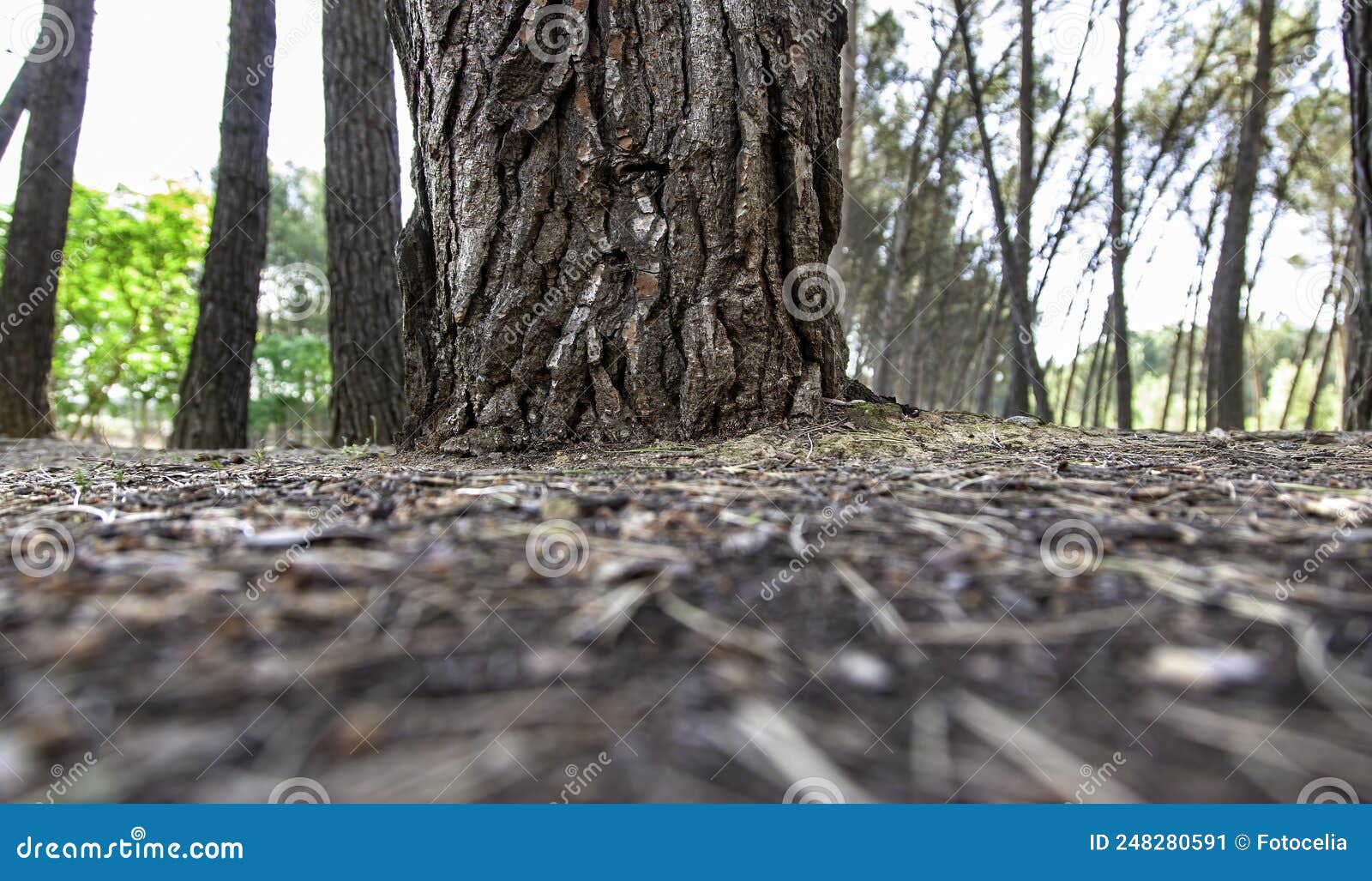 Tree trunk with bark stock image. Image of landscape - 248280591