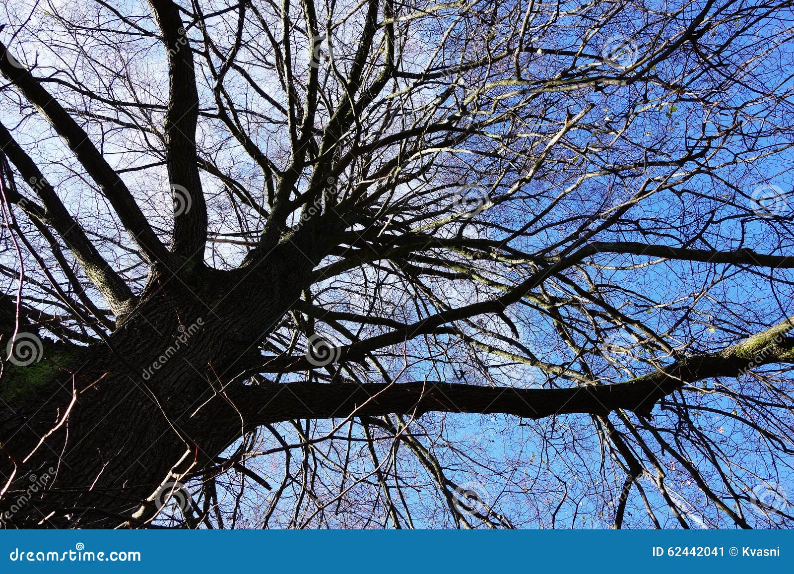 Tree stock image. Image of nature, outdoor, tree, wood - 62442041