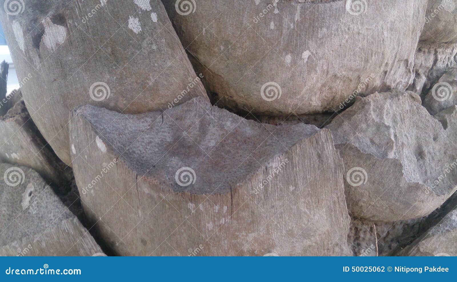 Tree Details Nature Texture Wallpapers and Backgrounds Stock Photo ...