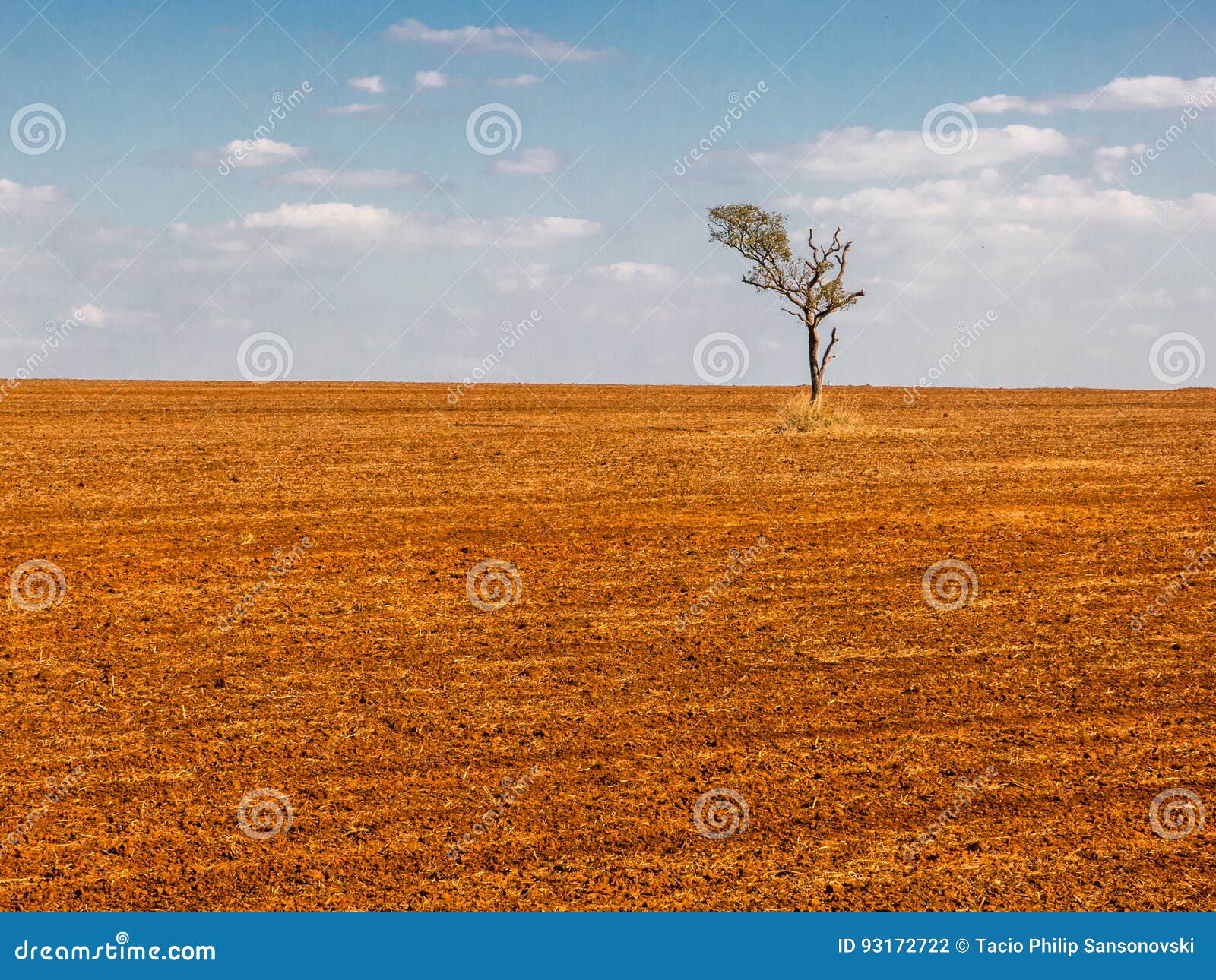 Tree in a Devastated Field Land Stock Photo - Image of plantation ...