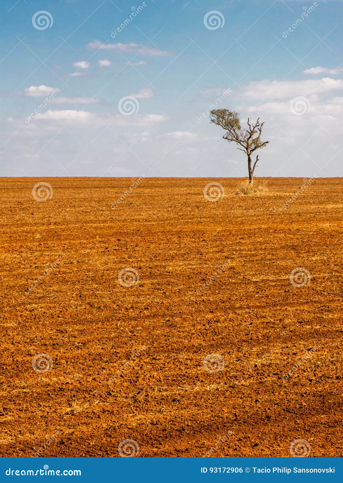 Tree in a Devastated Field Land Stock Photo - Image of brunch, orange ...