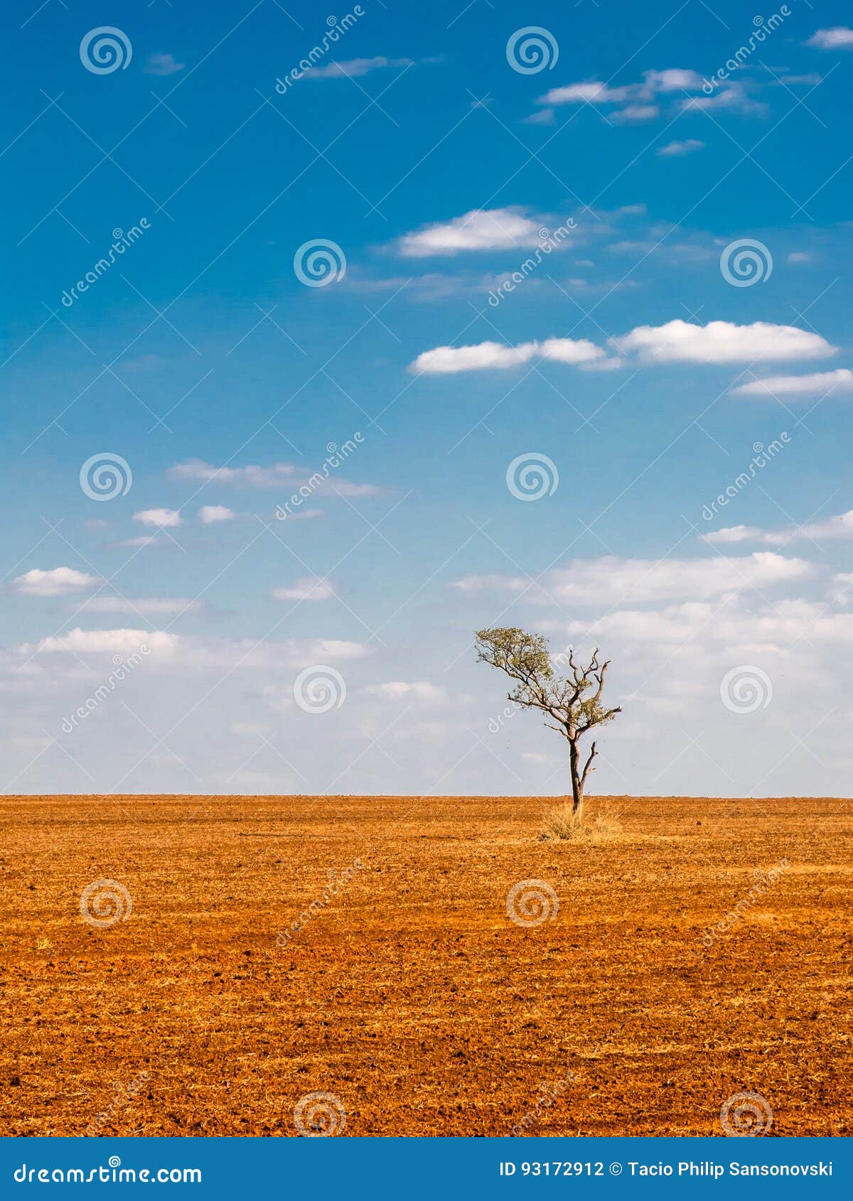 Tree in a Devastated Field Land Stock Photo - Image of tillage, feeding ...