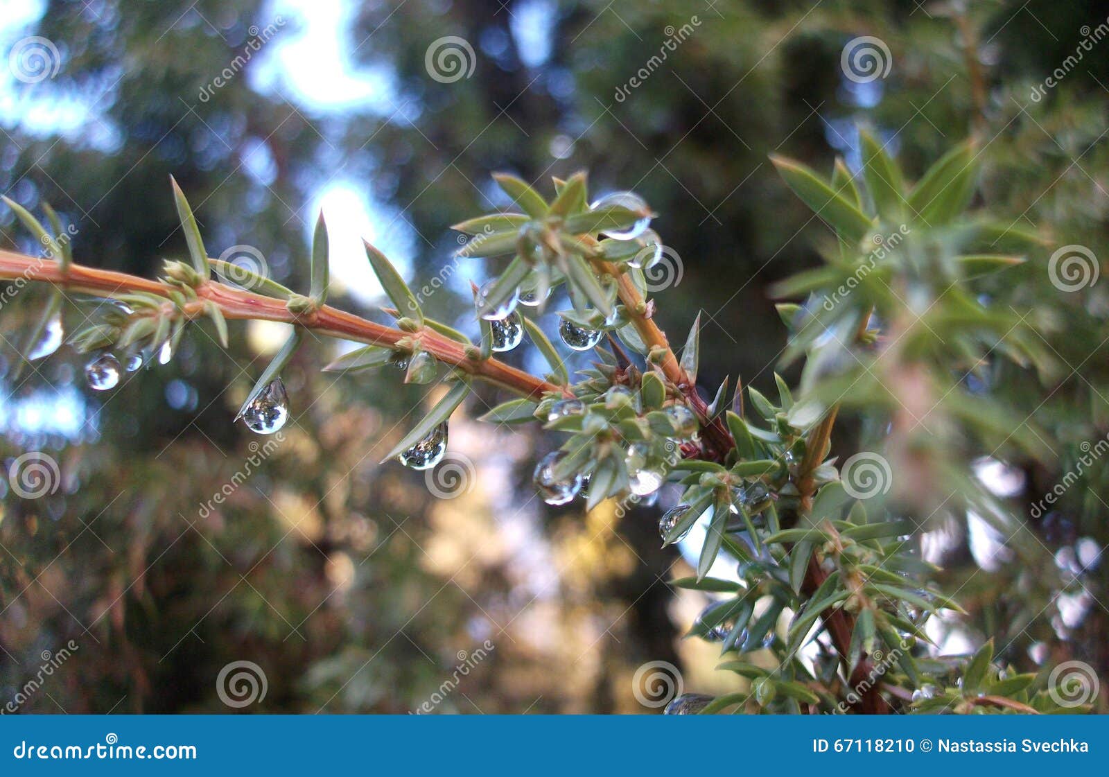 Tree with dew drops stock photo. Image of tree, bush - 67118210