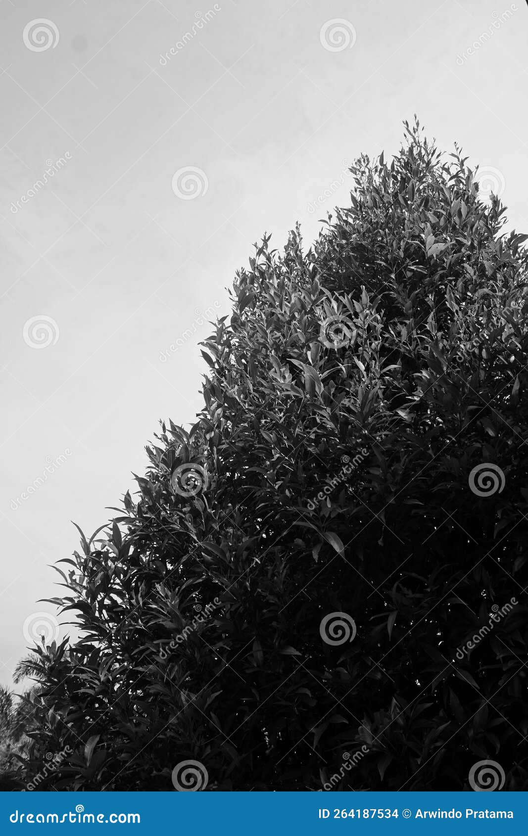 Tree in Diagonal Composition Stock Photo - Image of tree, composition ...