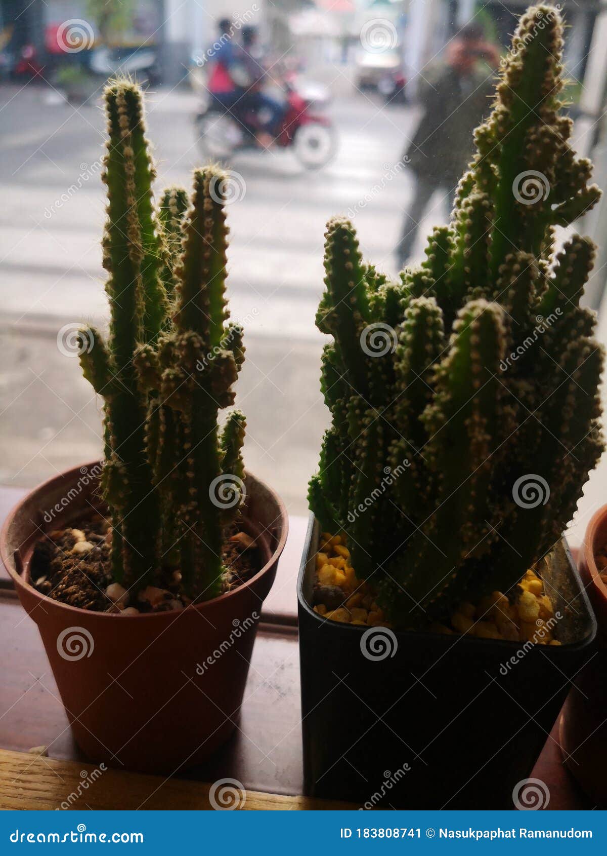 Tree Diamond Cylinder Miniâ€‹tree Stock Image - Image of tree, cylinder ...