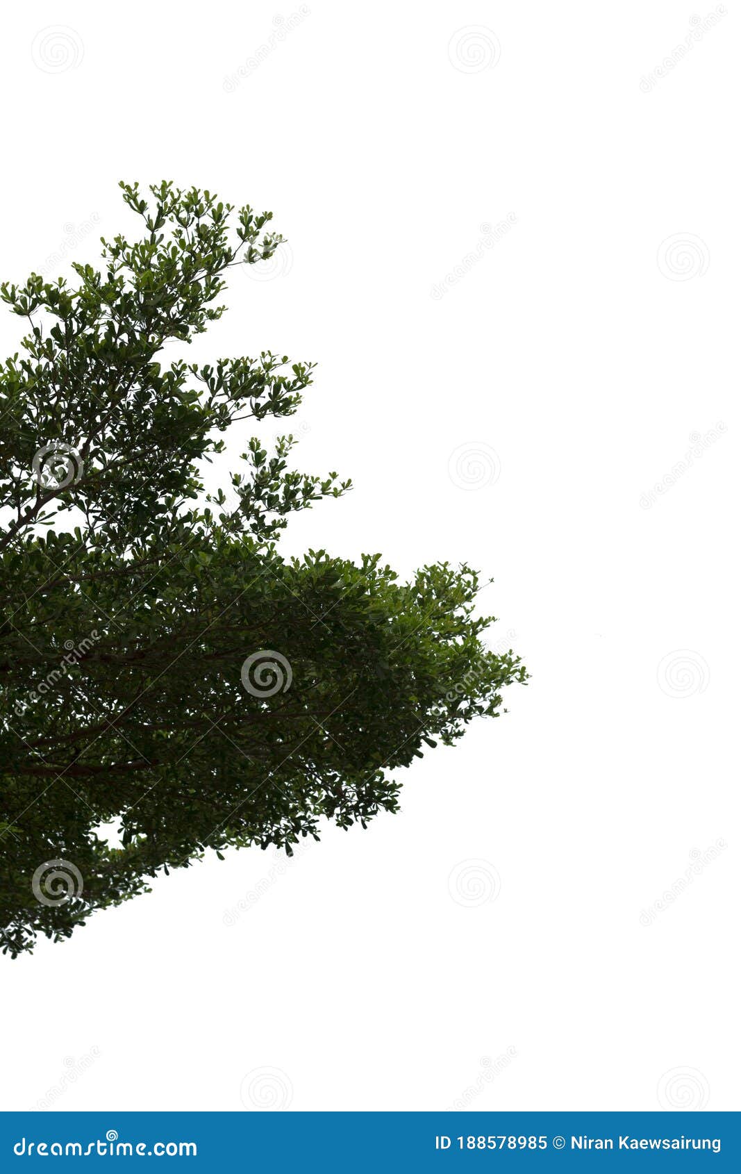 Tree Dicut at Isolated on White Background with Clipping Paths ...