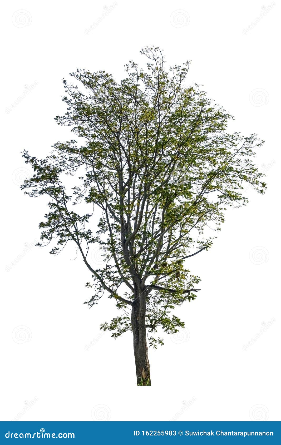 Tree Dicut, Pine Tree On A White Background Stock Photography ...
