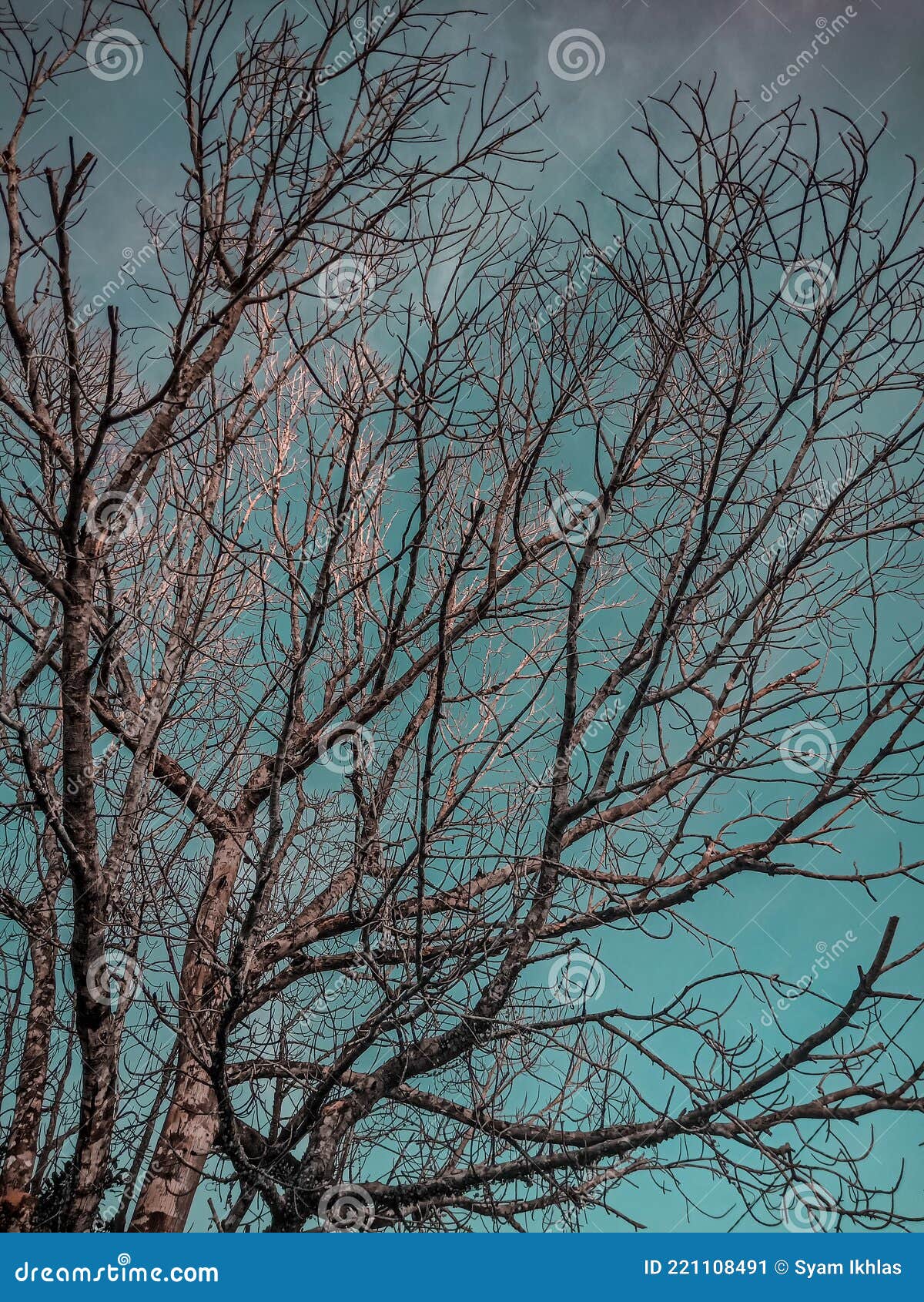 The tree almost die stock image. Image of white, iron - 221108491