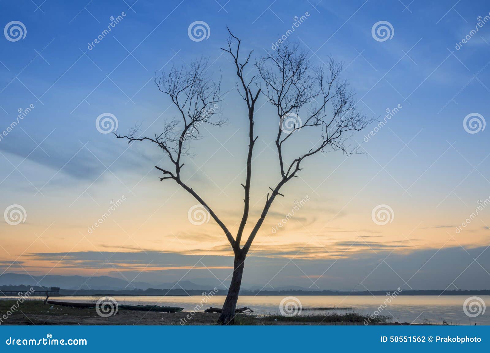 The tree died stock photo. Image of growth, knot, reservoir - 50551562