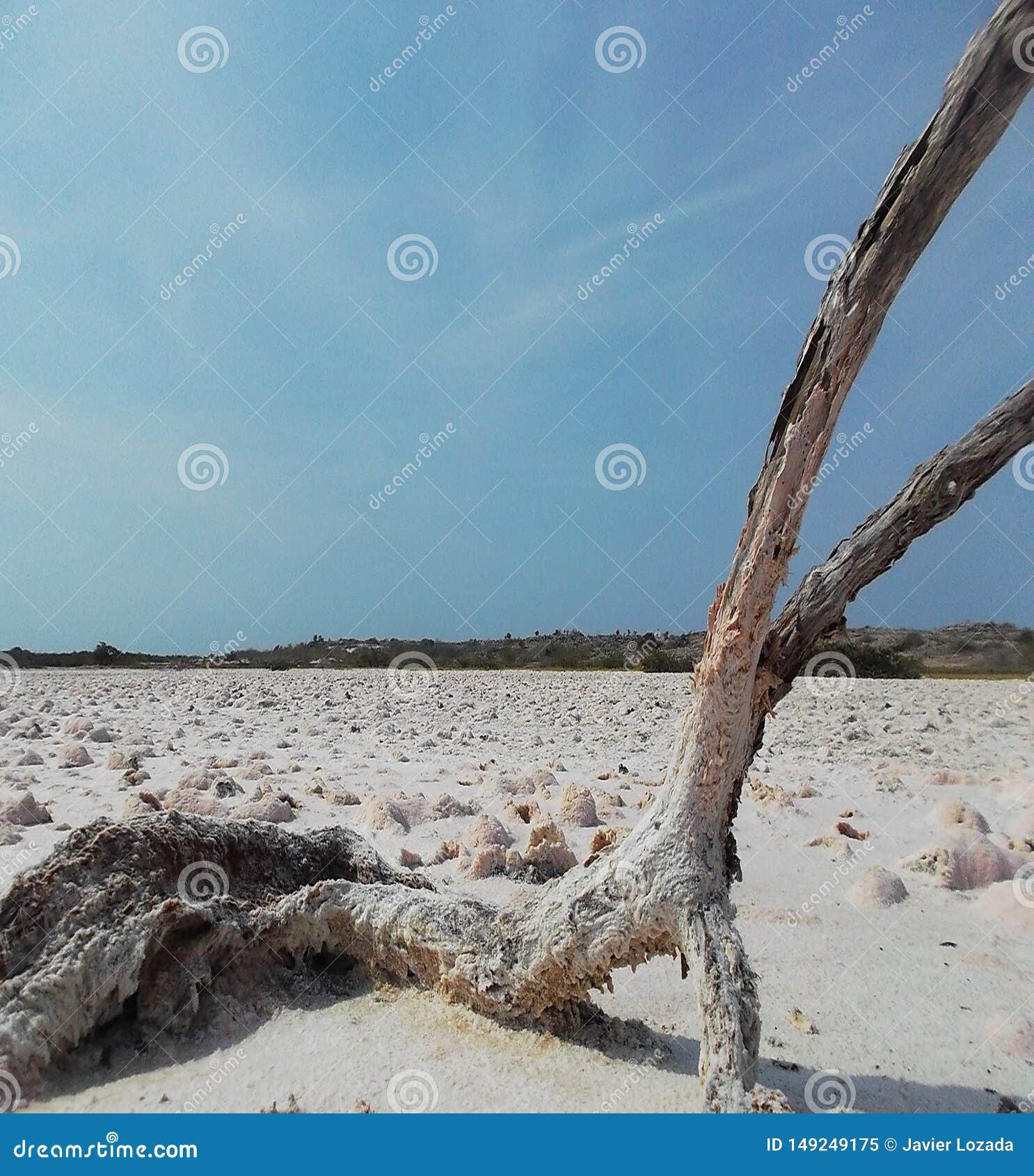 Tree dies in the dry salt stock image. Image of clear - 149249175