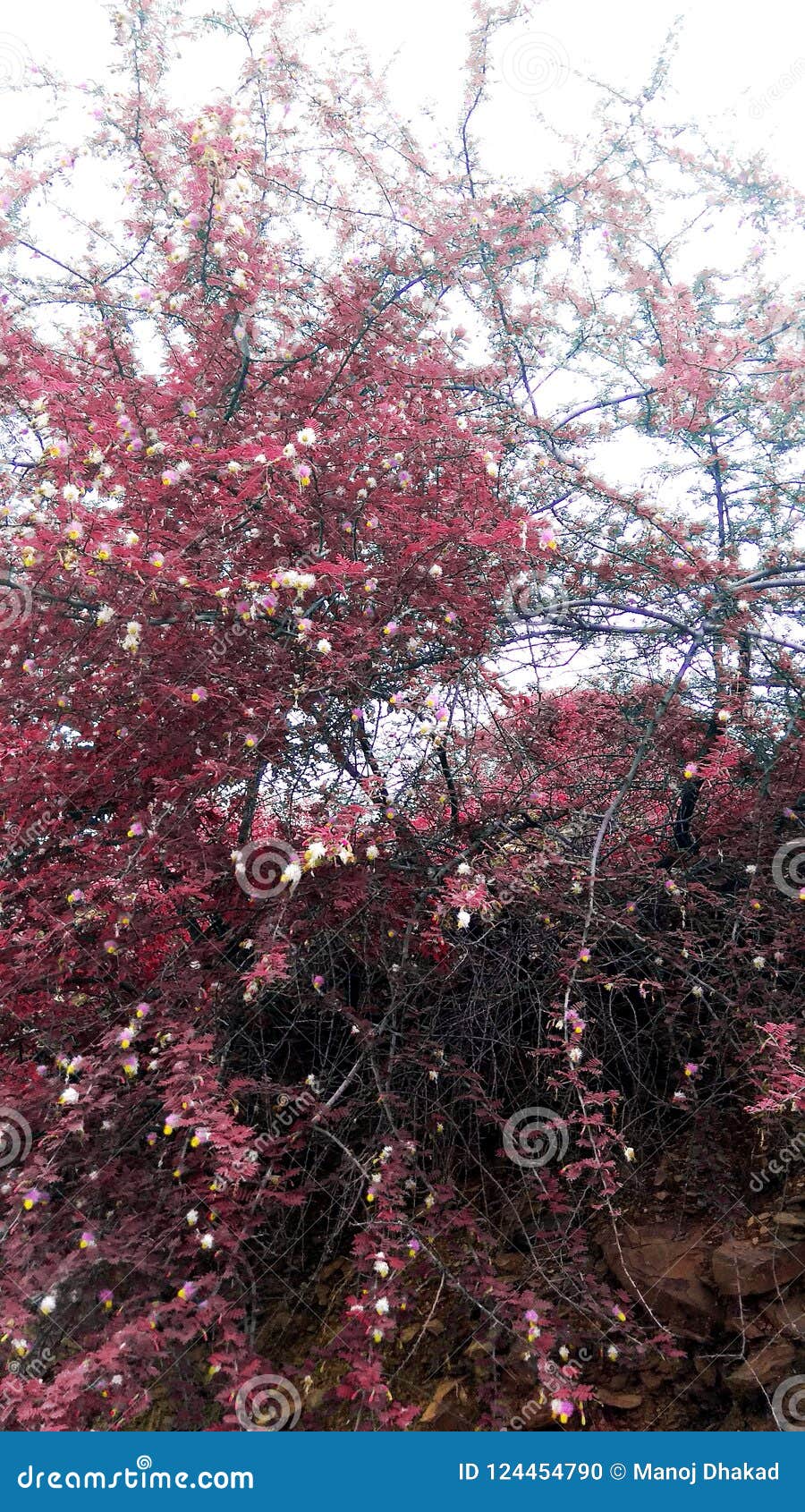 Tree stock photo. Image of forest, colours, nature, tree - 124454790