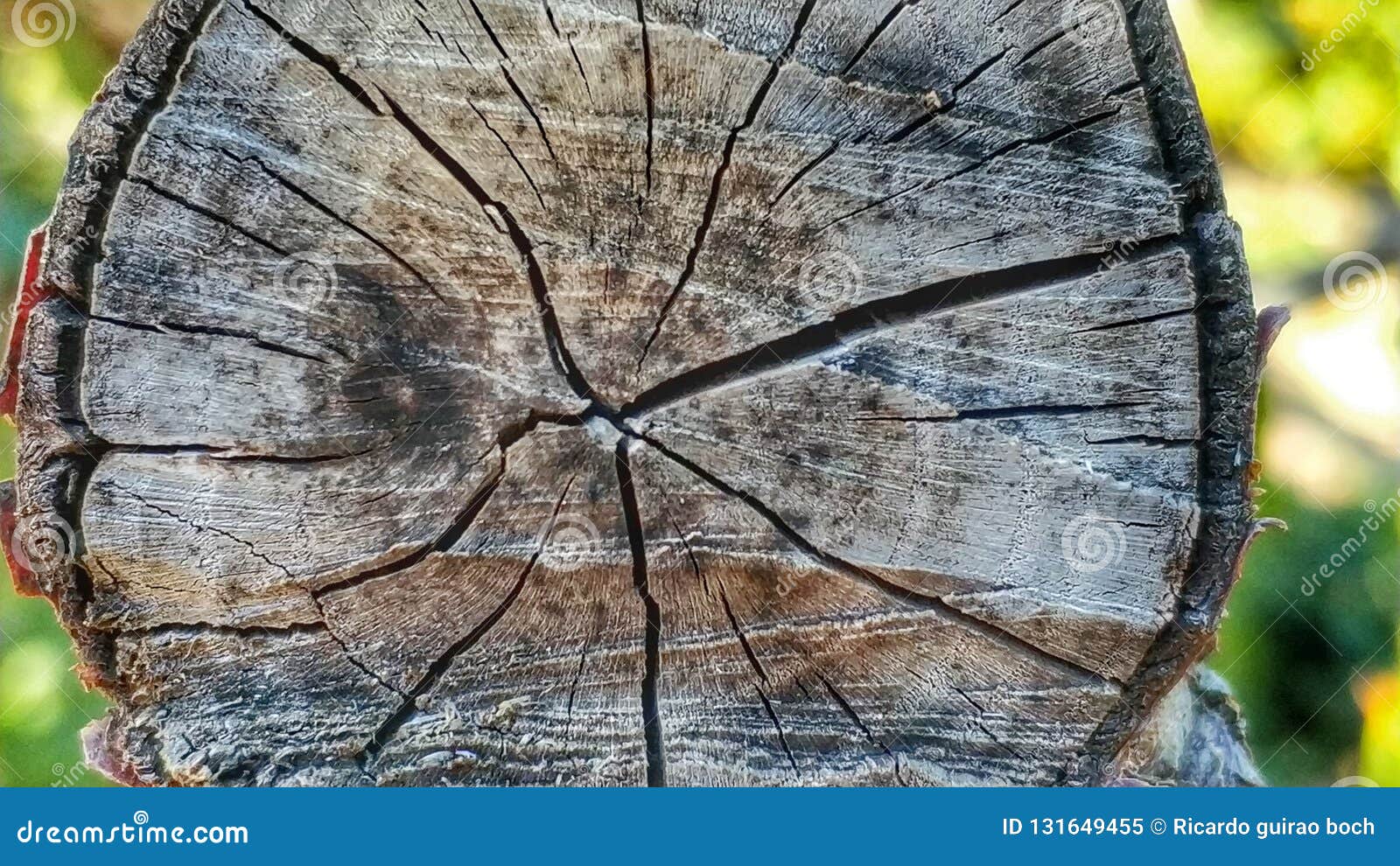 Tree stock image. Image of views, fruit, tree, growing - 131649455