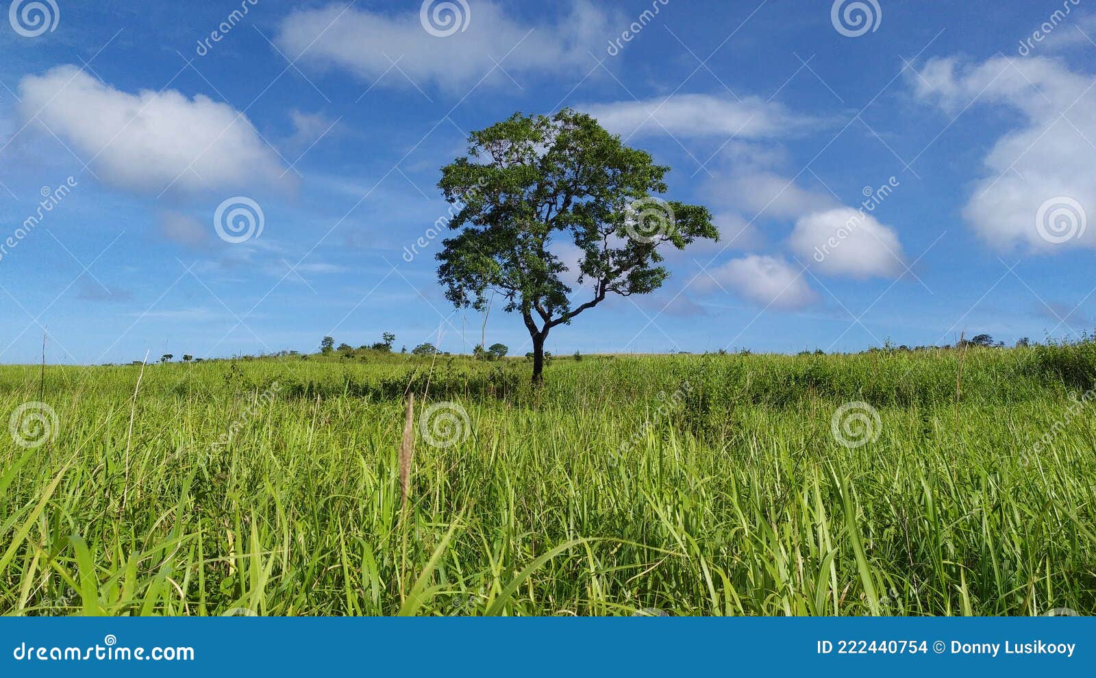 Tree of direction and time stock photo. Image of direction - 222440754