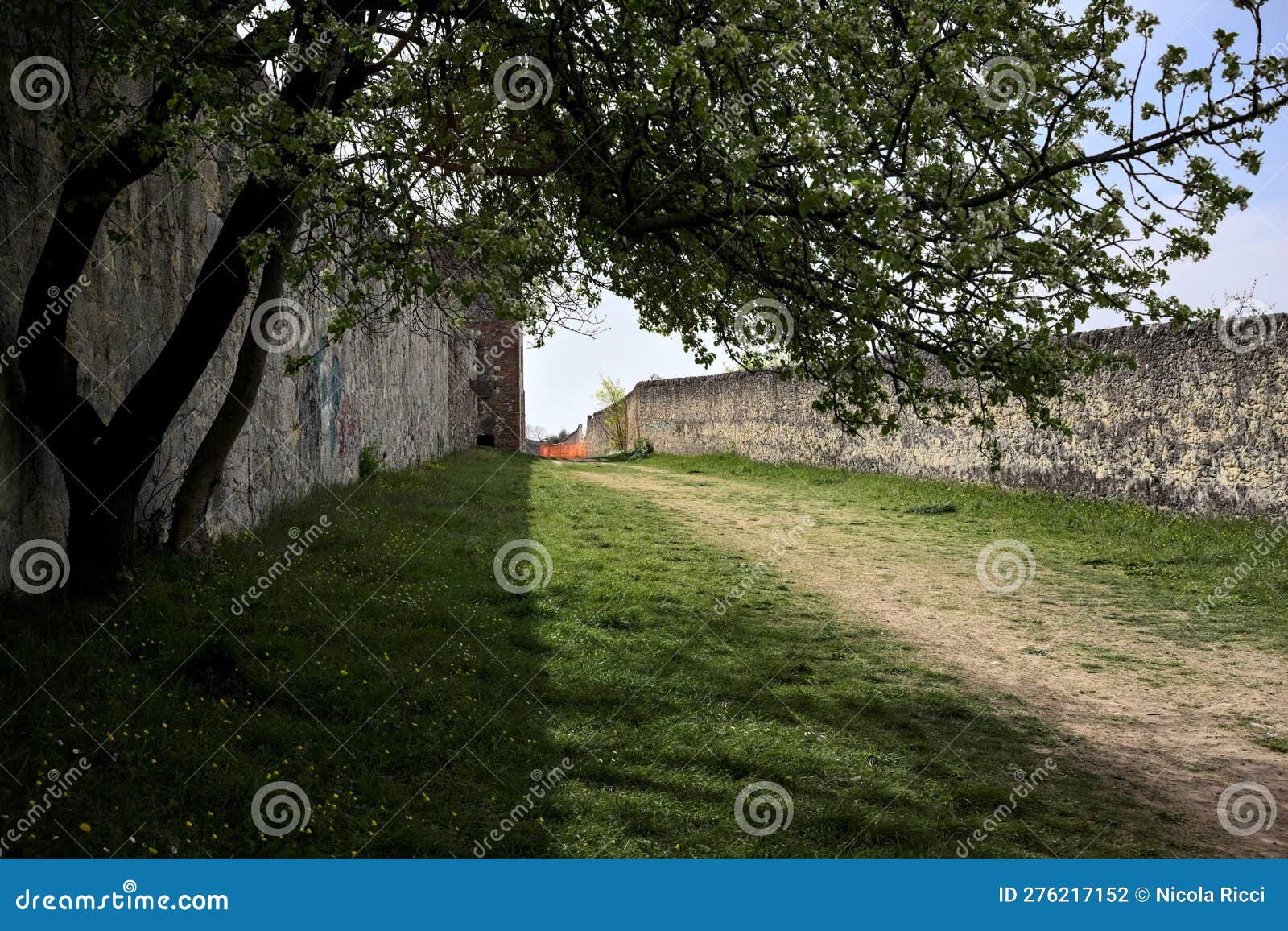 Tree in a Dirt Path between Boundary Walls in a Park by the Hillside ...