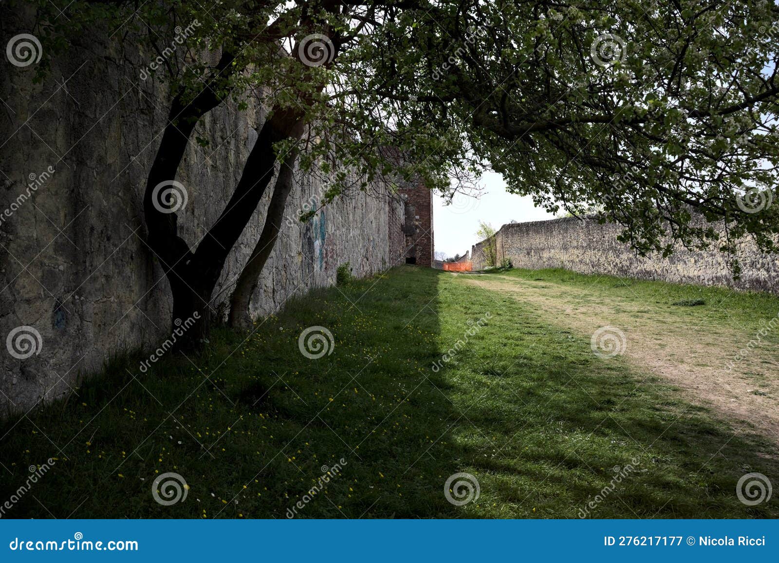 Tree in a Dirt Path between Boundary Walls in a Park by the Hillside ...