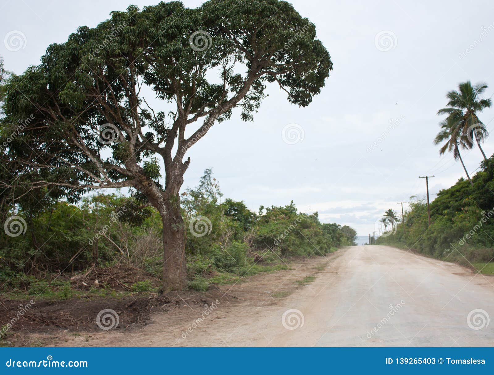 A Tree by the Dirt Road on Eua Island in Tonga Stock Image - Image of ...
