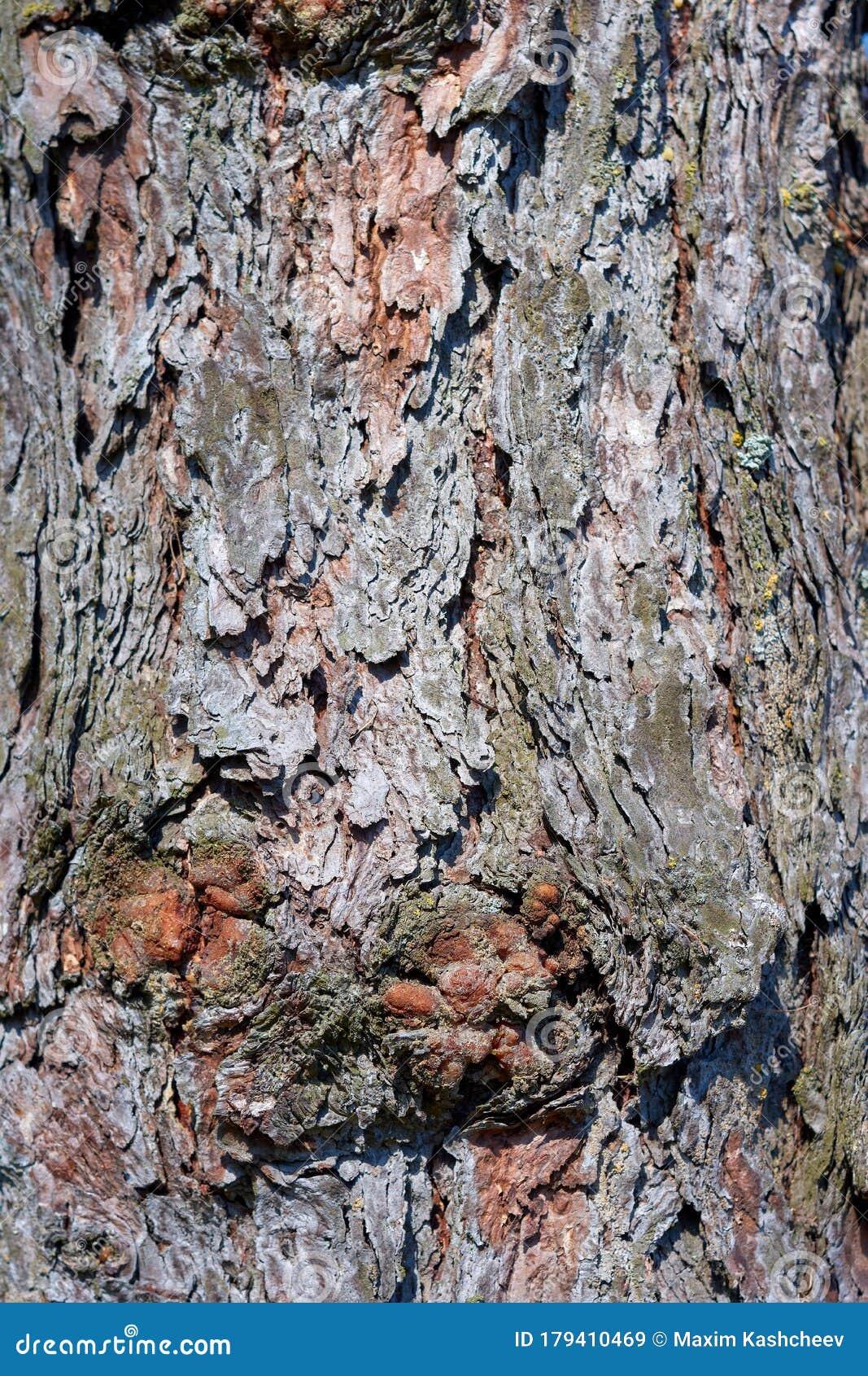 Tree Disease, Cancer, Canker, on the Trunk of an Old Maple, Forest ...