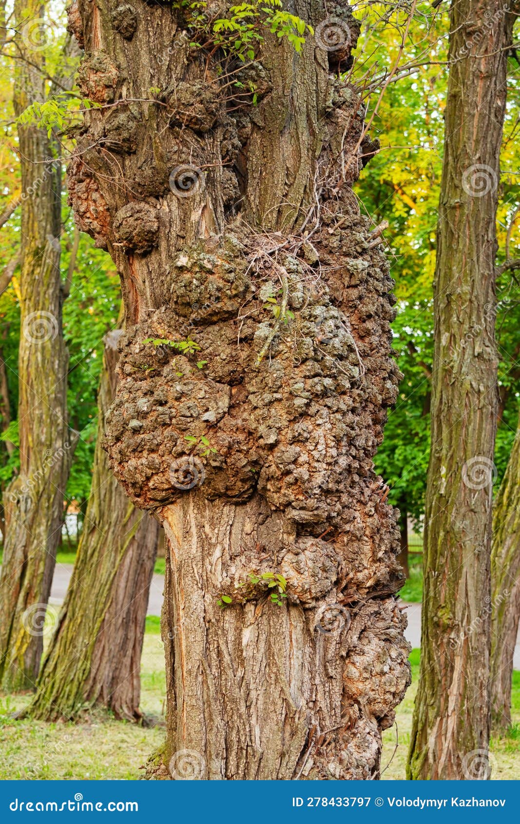 Tree Disease in the Form of Growth and Deformed Trunk Stock Image ...