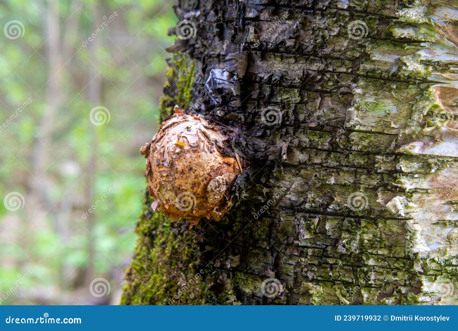 Tree Disease in the Form of a Growth on the Surface of the Trunk ...