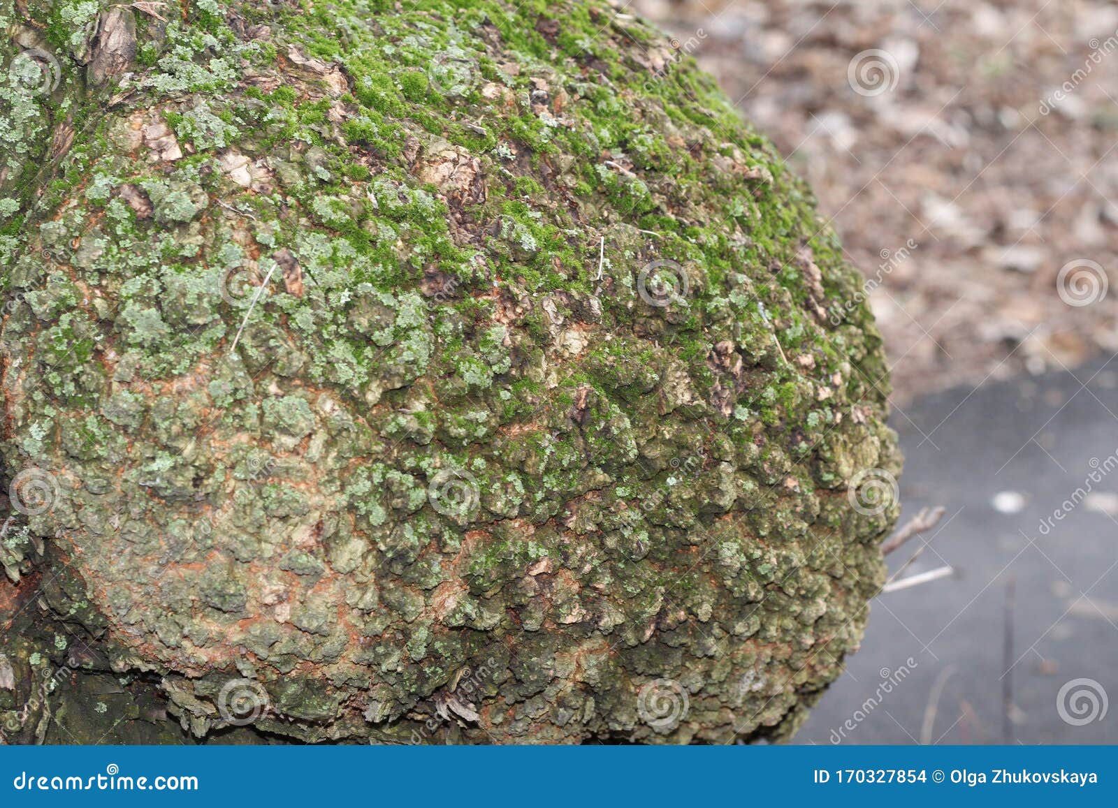 Tree Disease, Growths on the Tree, the Texture of the Diseased Tree ...