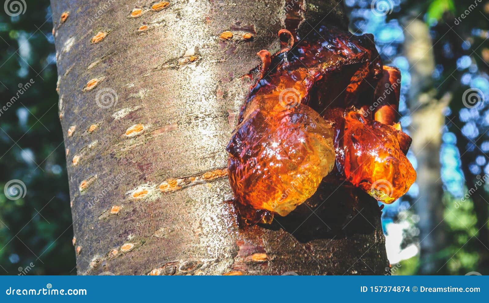 A Tree Disease the Gummosis Stock Photo - Image of physiological ...