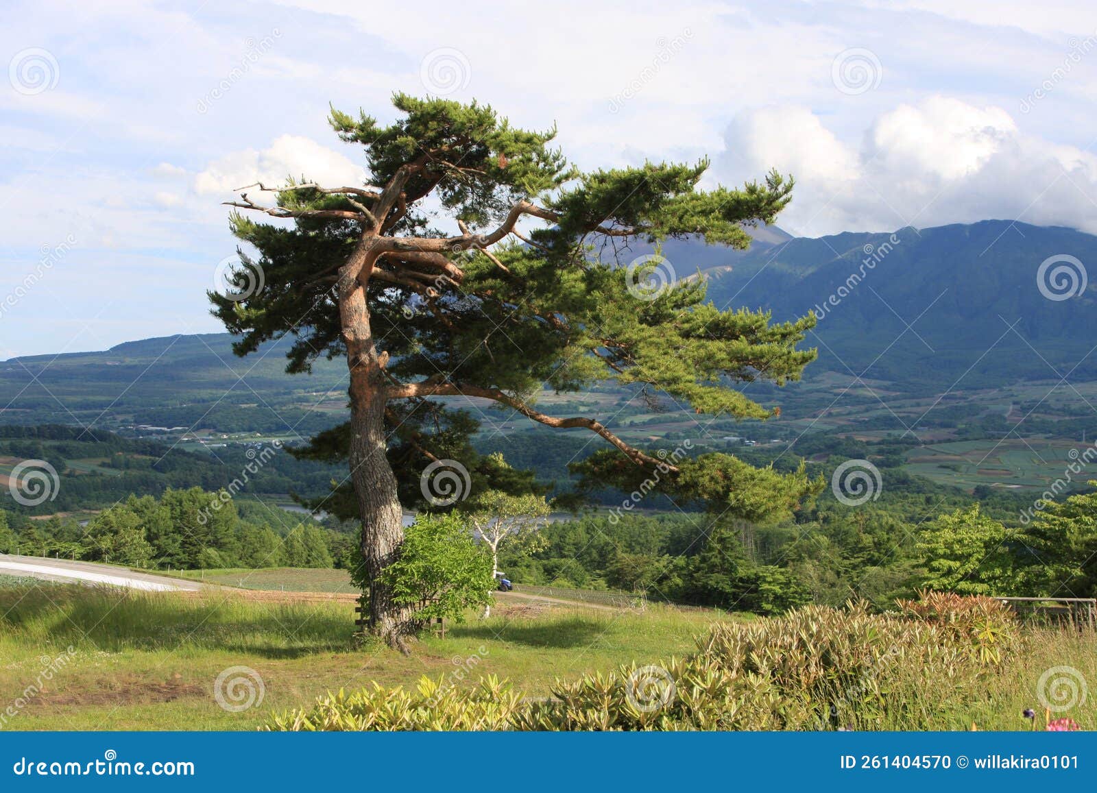 A tree in a distance stock photo. Image of summer, distance - 261404570