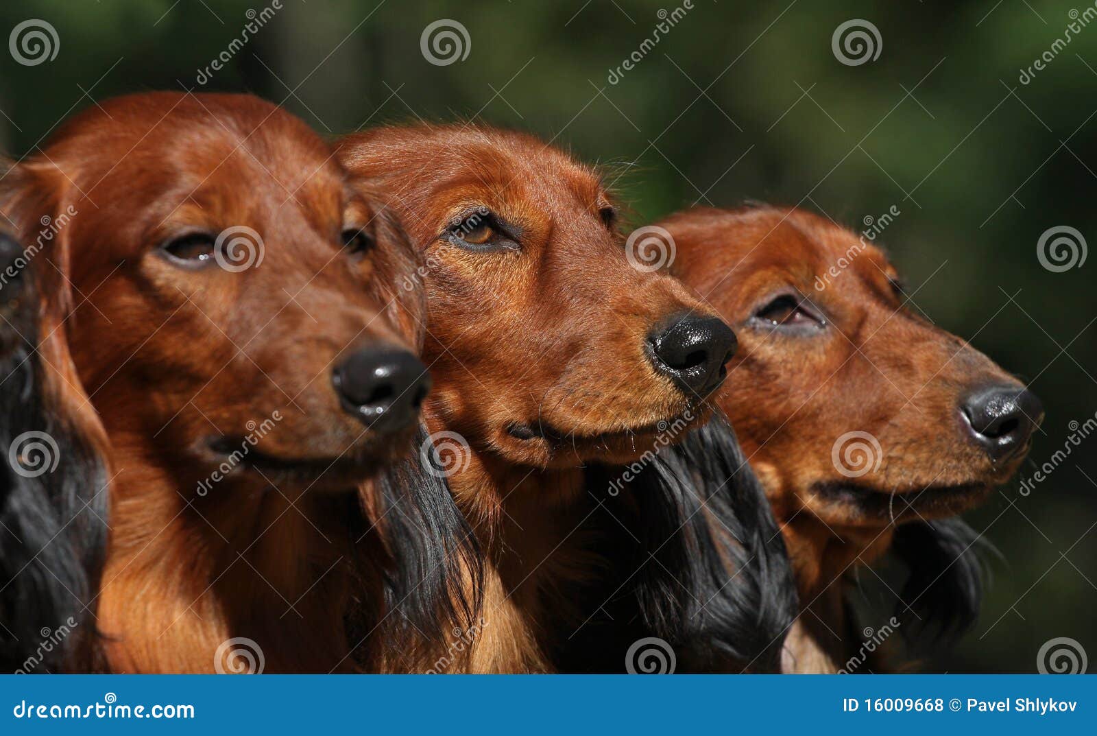 Tree dogs in line stock photo. Image of nature, outside - 16009668
