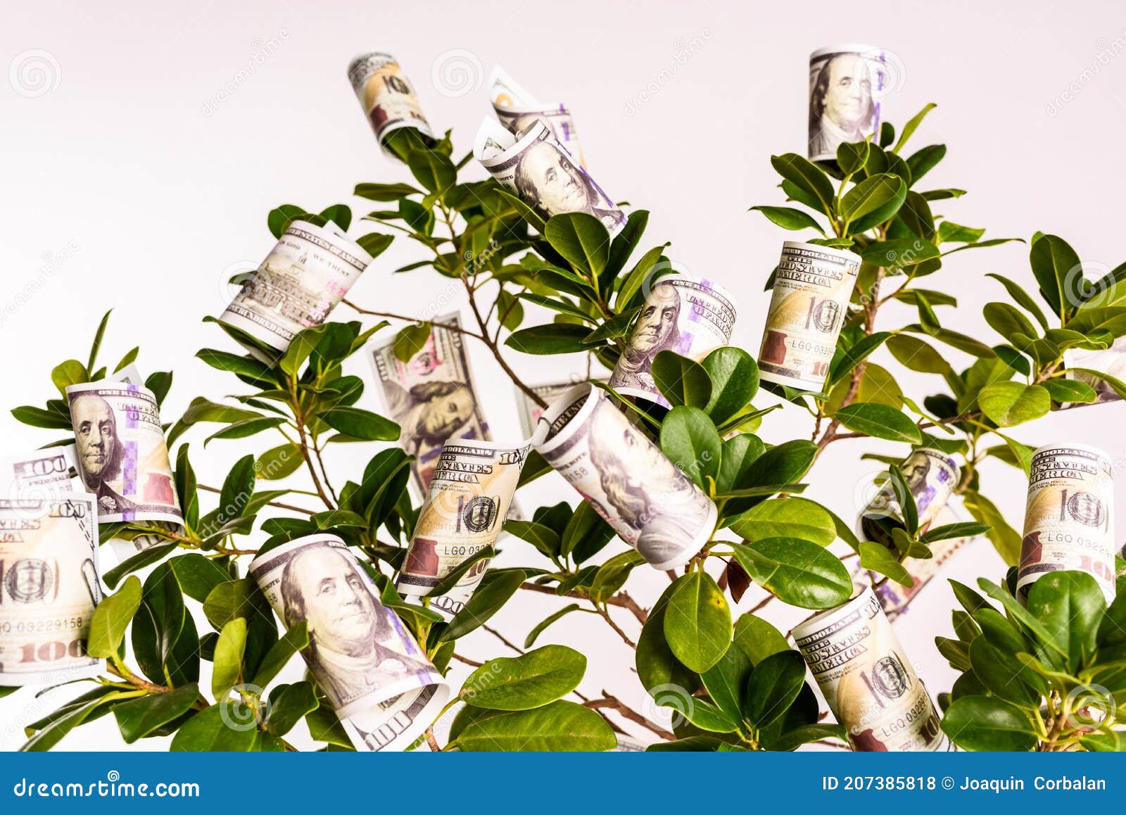 A Tree with Dollar Bills Hanging from Its Branches, Concept of Easy ...