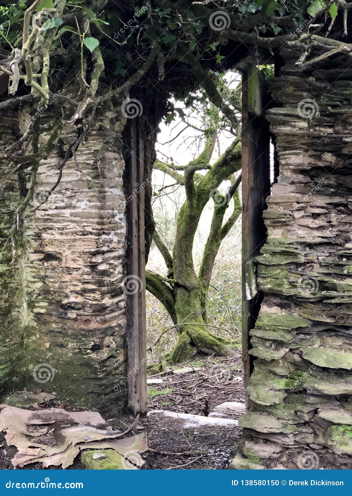 A tree in the doorway stock photo. Image of doorway - 138580150