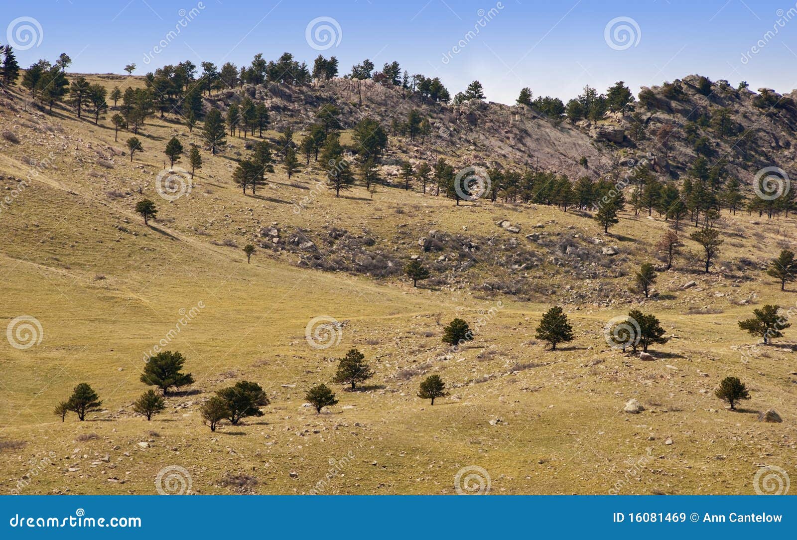 Tree Dotted Hillside stock image. Image of trees, serene - 16081469