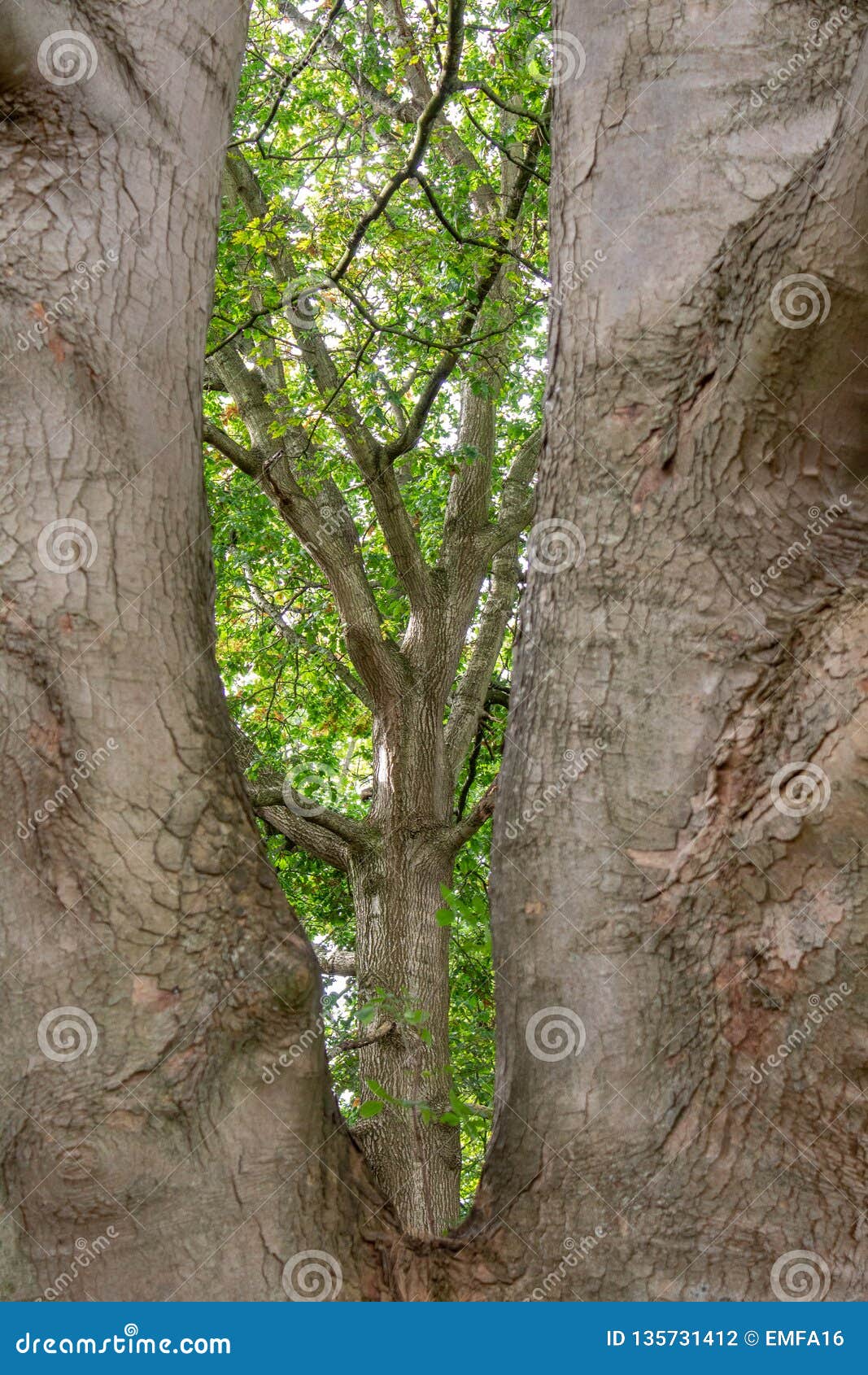 Tree through a Double Sycamore Tree Trunk Stock Photo - Image of leaves ...