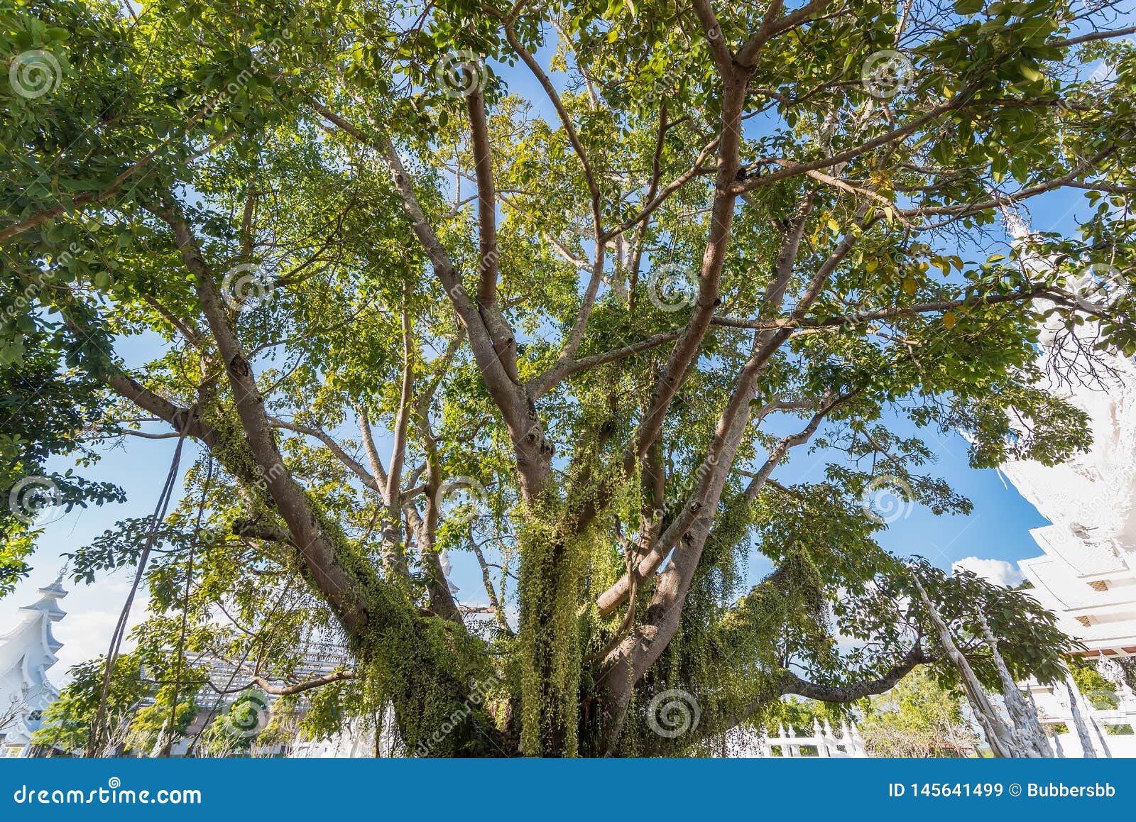 Tree with Double Trunk Overgrown with Small Green Leaves Stock Image ...