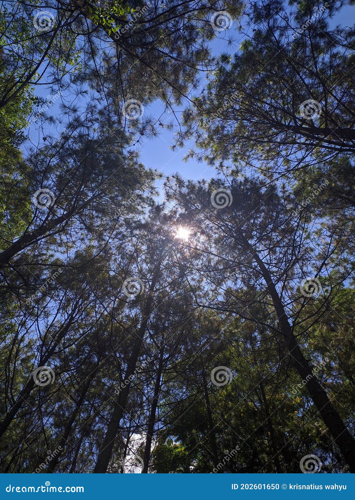 Tree from down angle stock photo. Image of morning, wilderness - 202601650
