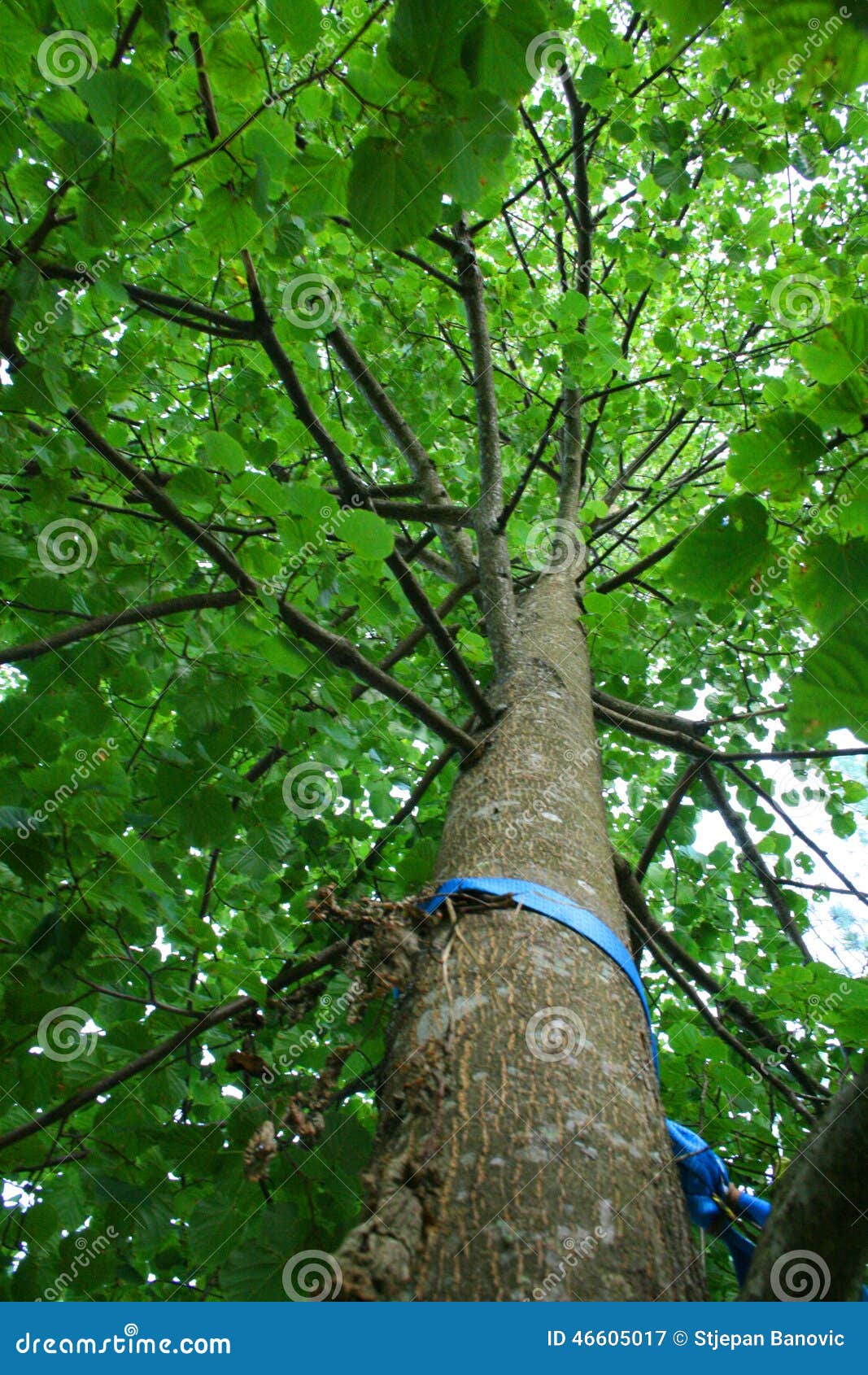 Tree from down below stock image. Image of natural, view - 46605017