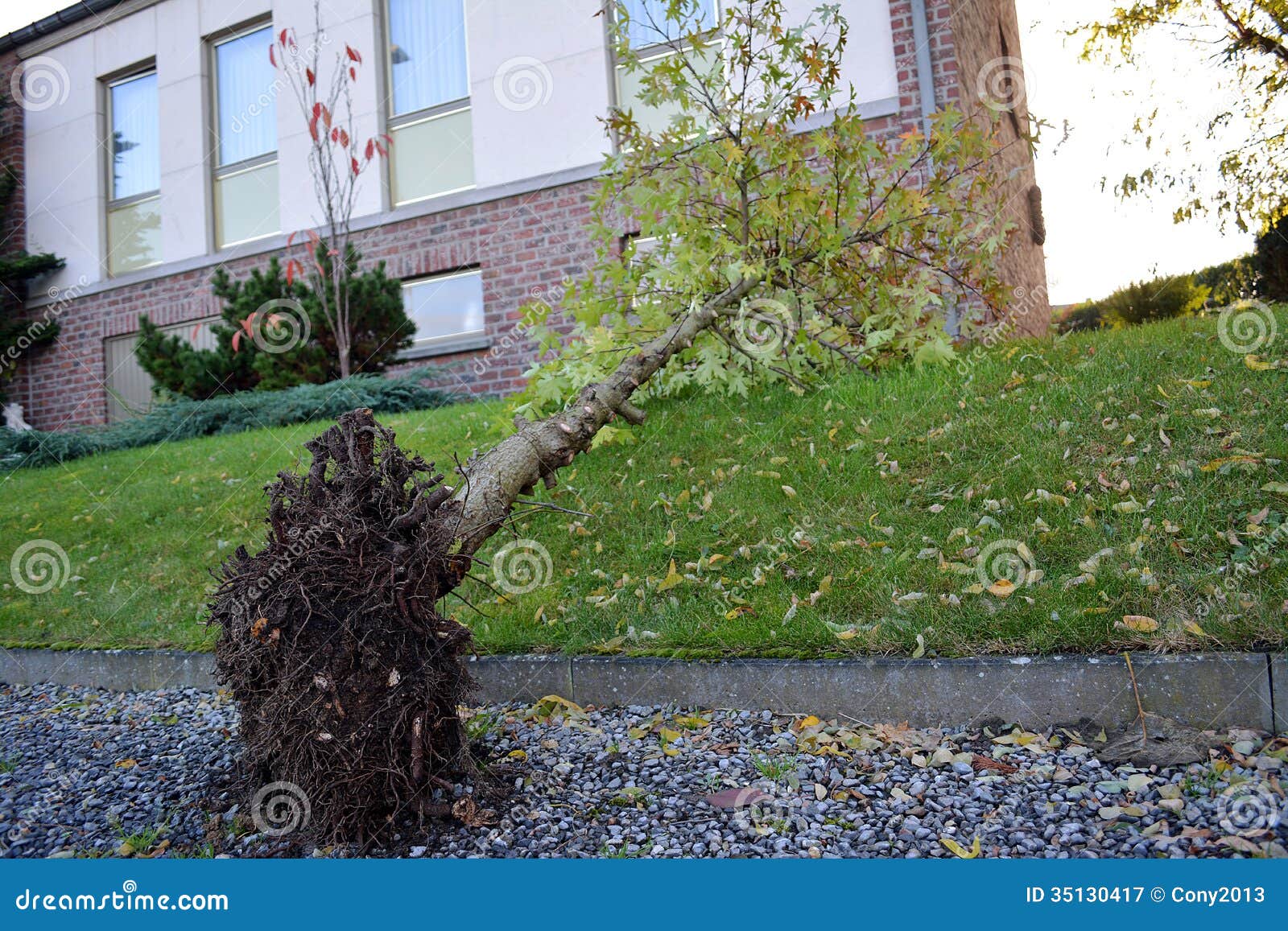 A Tree is Down in Front of a House Stock Image - Image of leaves ...