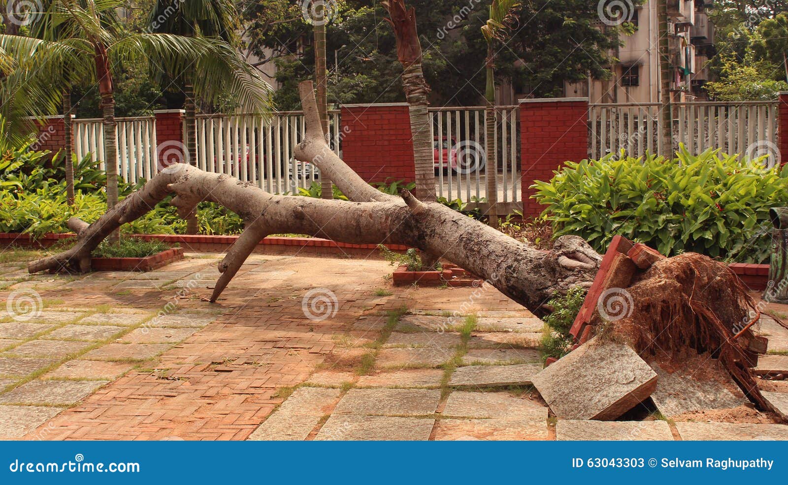 Tree down at park stock image. Image of toppled, beaches - 63043303